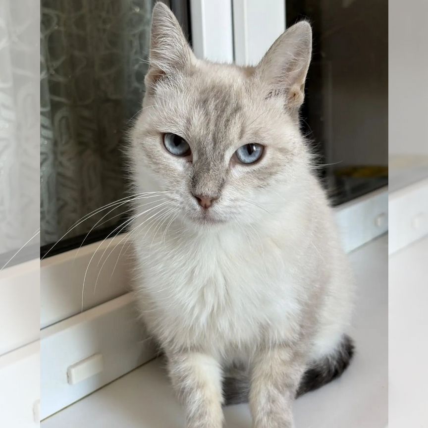 Тайская, взрослая кошка