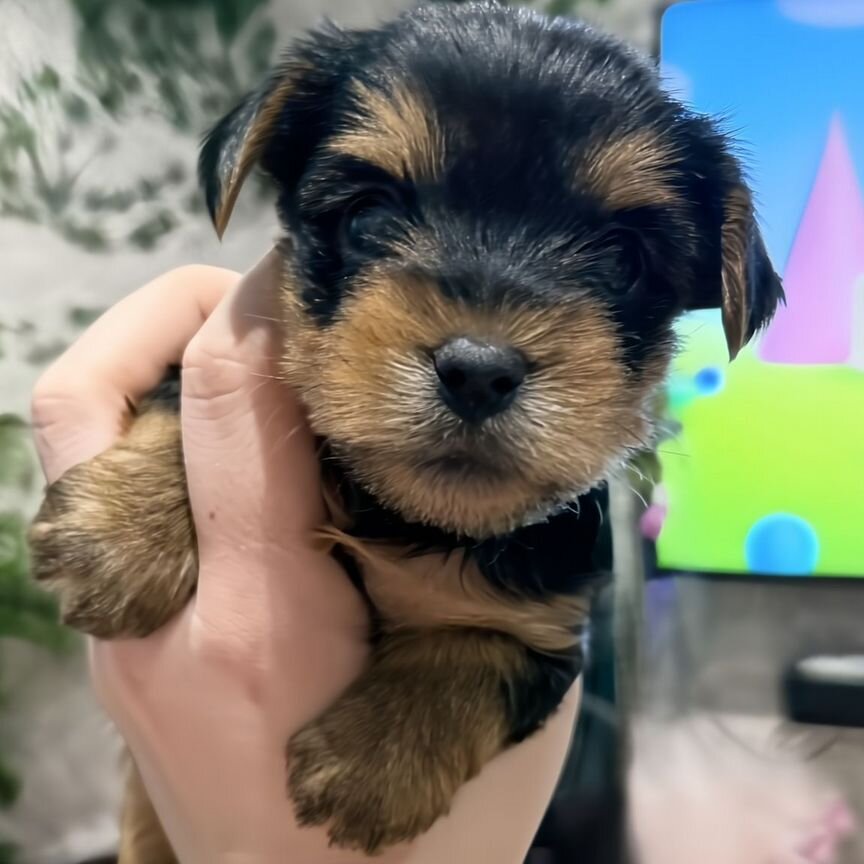 Йоркширский терьер, щенок