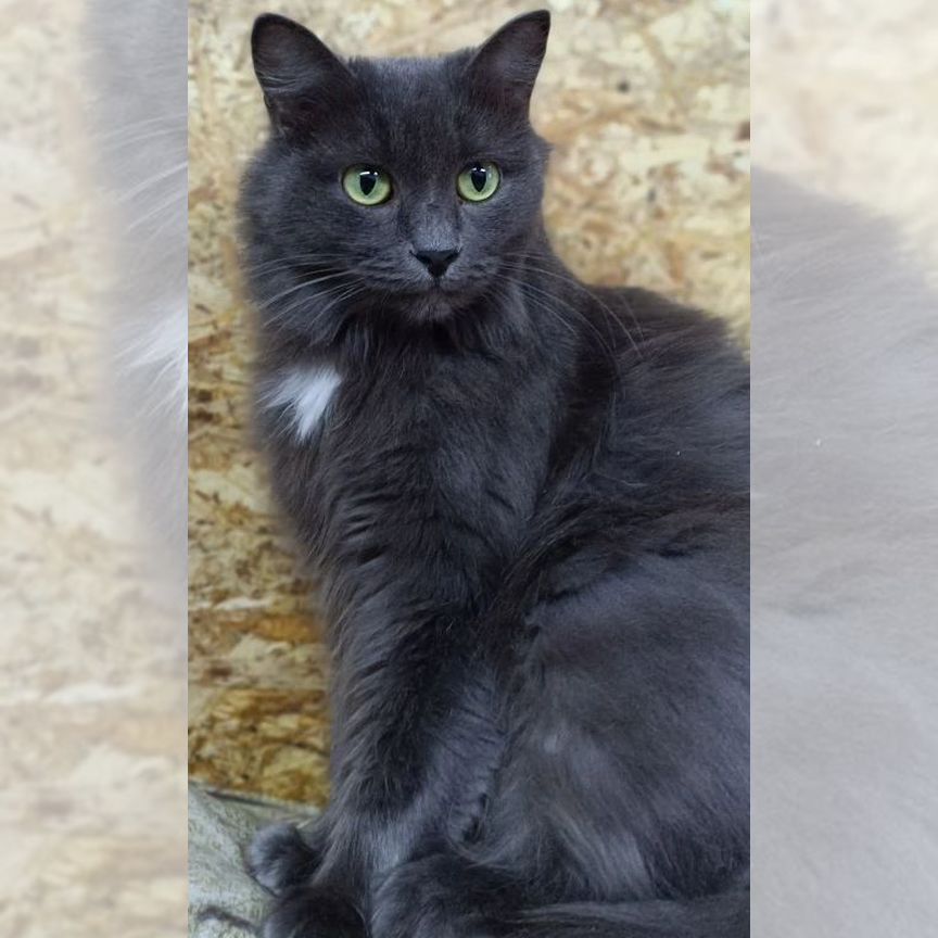 Взрослая, Девочка кошка в добрые руки