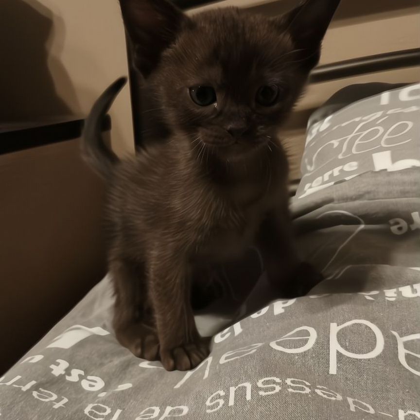 Европейский бурманский котёнок