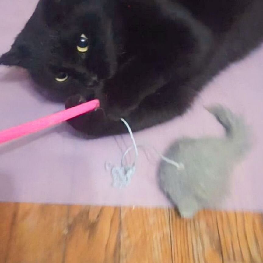 Кошечка ищет дом