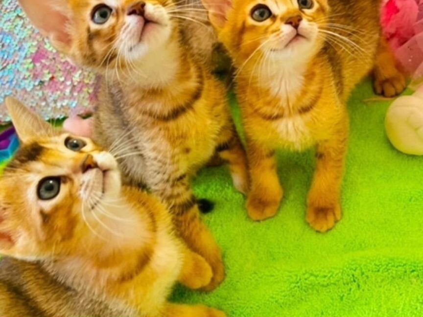 Котенок мальчик