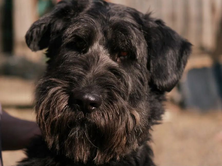 Макс Русский терьер