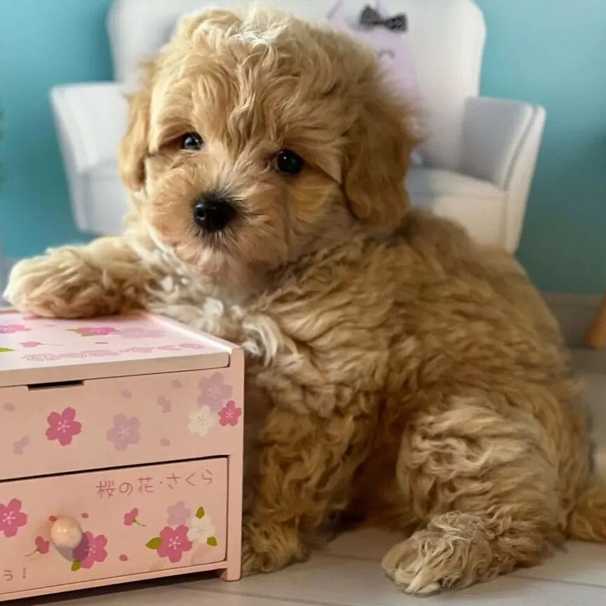 Мальтипу, щенок