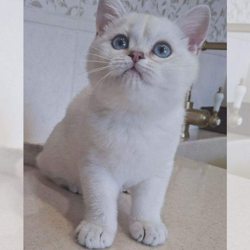 Британский короткошёрстный котёнок