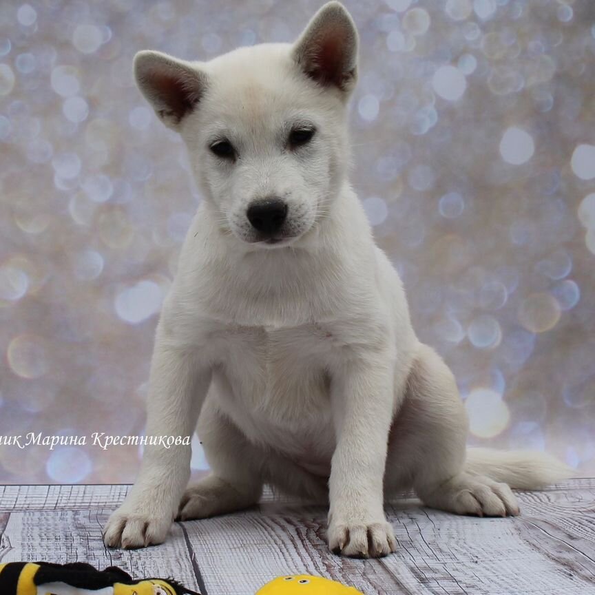 Кисю, щенок