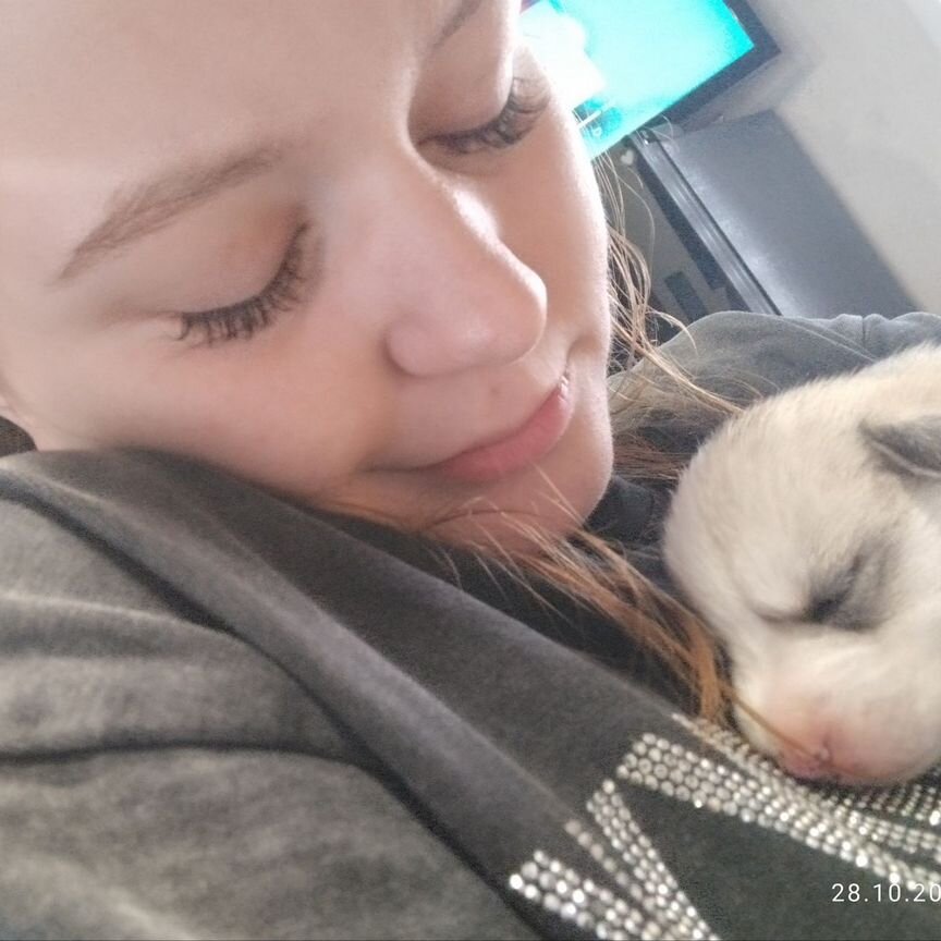 Щенки хаски