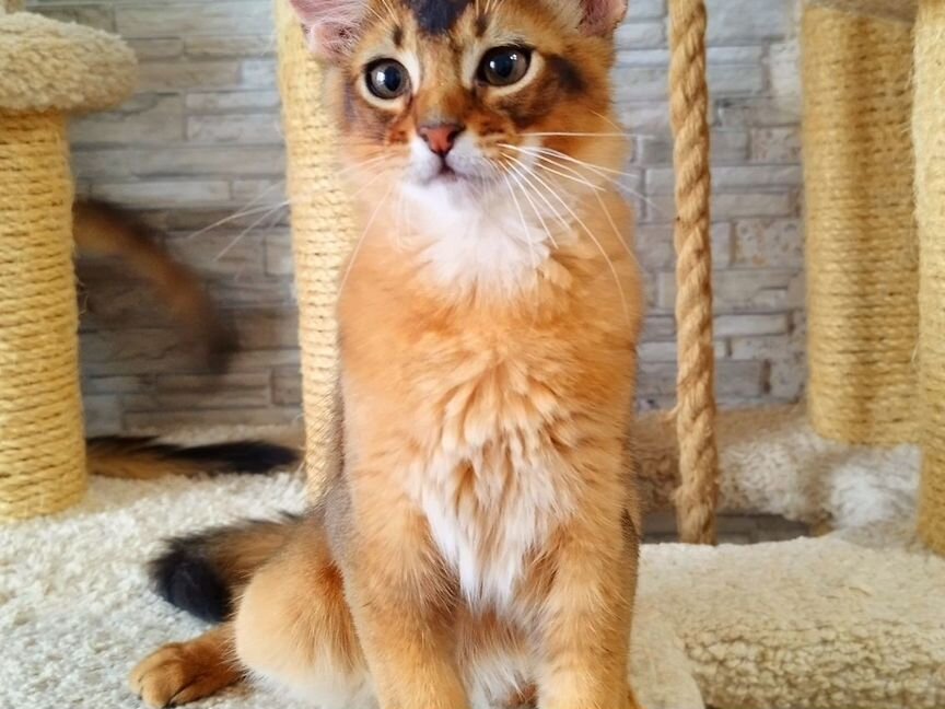 Котята Сомали 3 мес