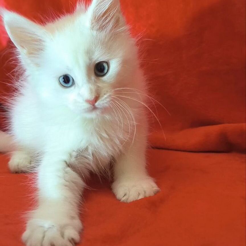 Котёнок мейн-кун