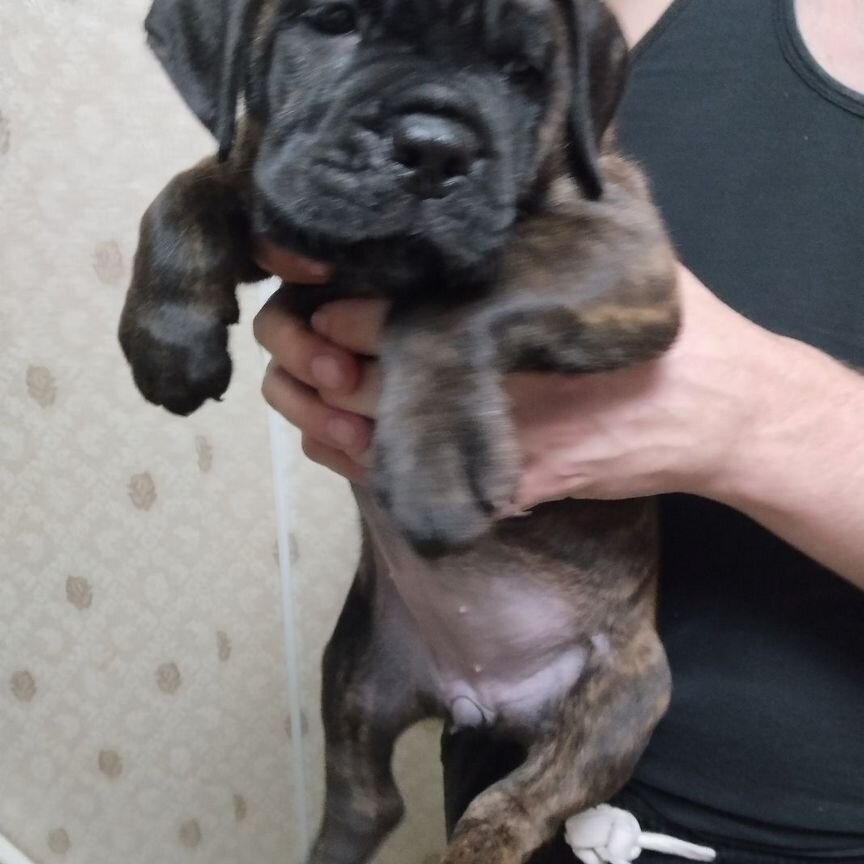 Милашка корсик