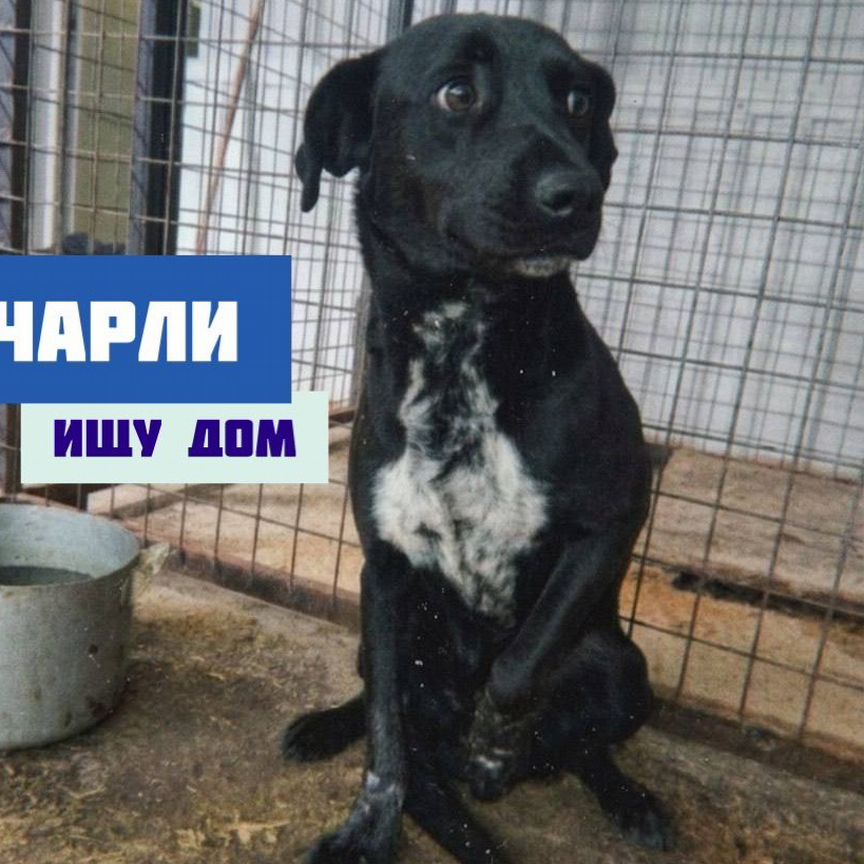 Русский охотничий спаниель, взрослый пёс