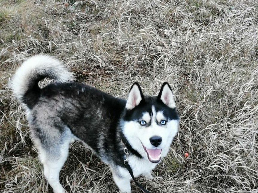 Сибирский хаски на случку