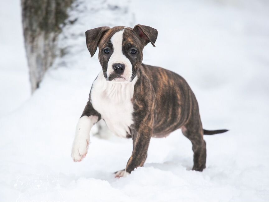 Тигровые Щенки Амстаффа