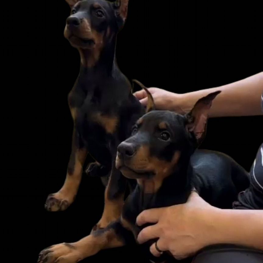 Щенки добермана