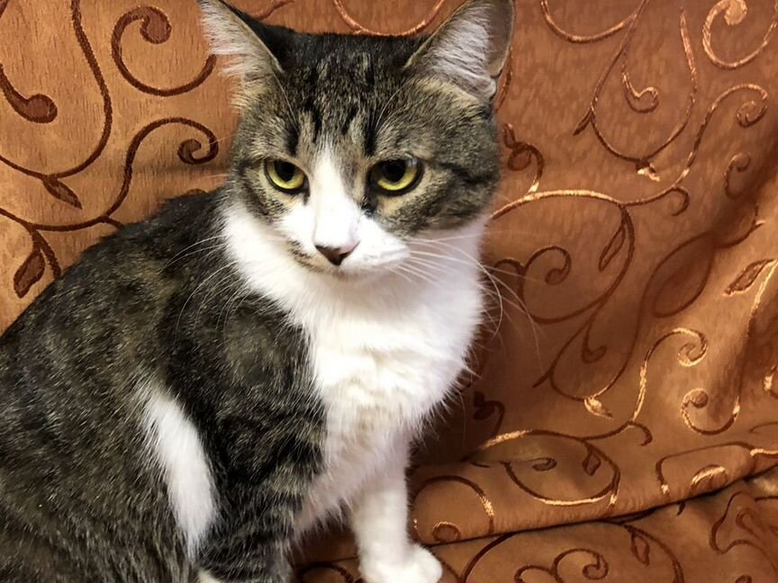 Кошечка Кнопка