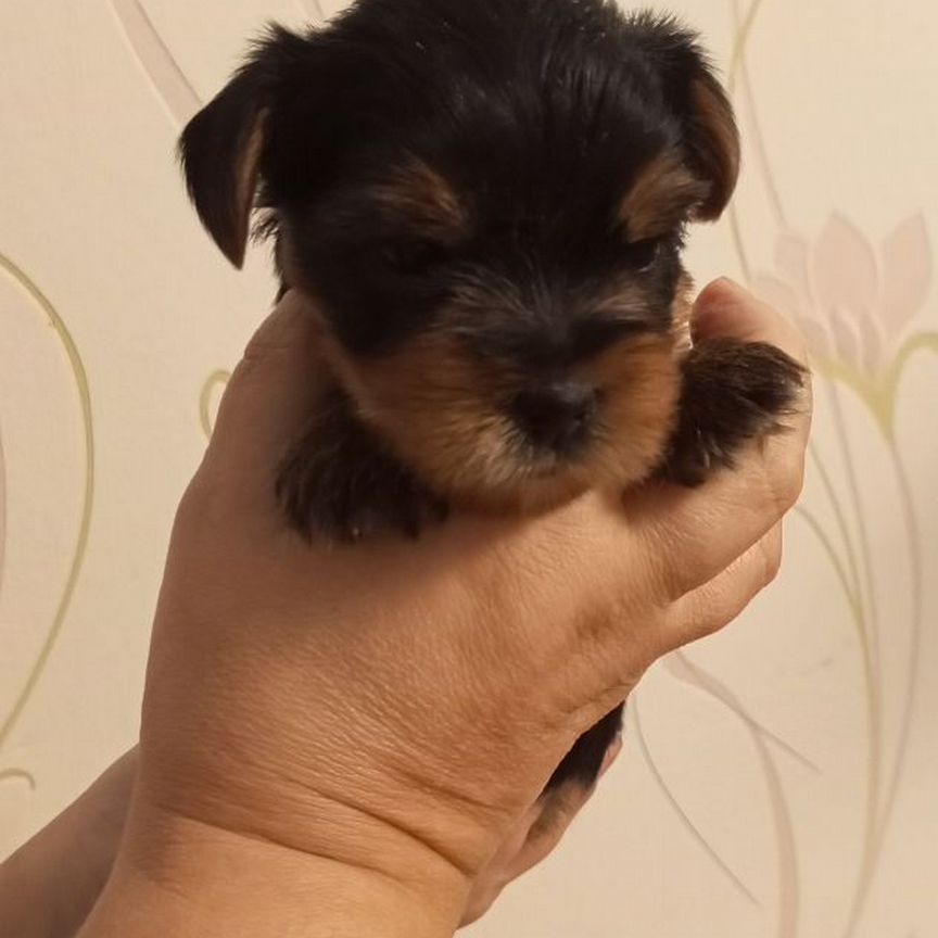 Йоркширский терьер