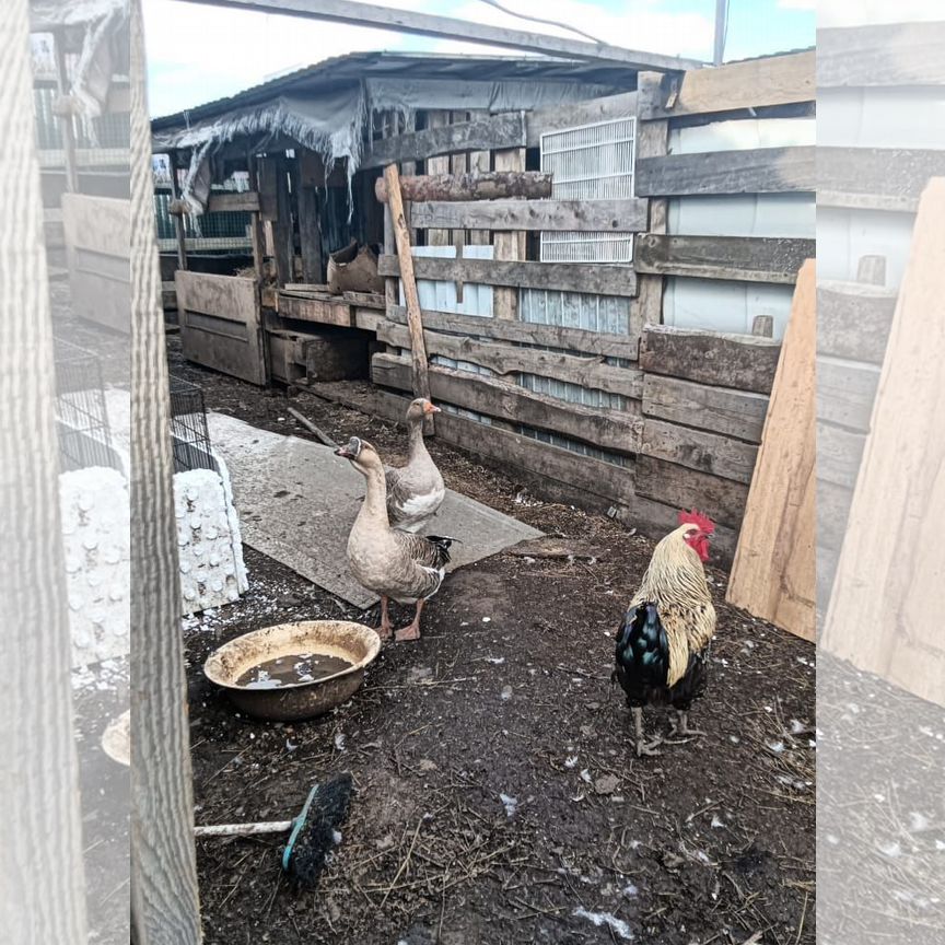 Продам гусей