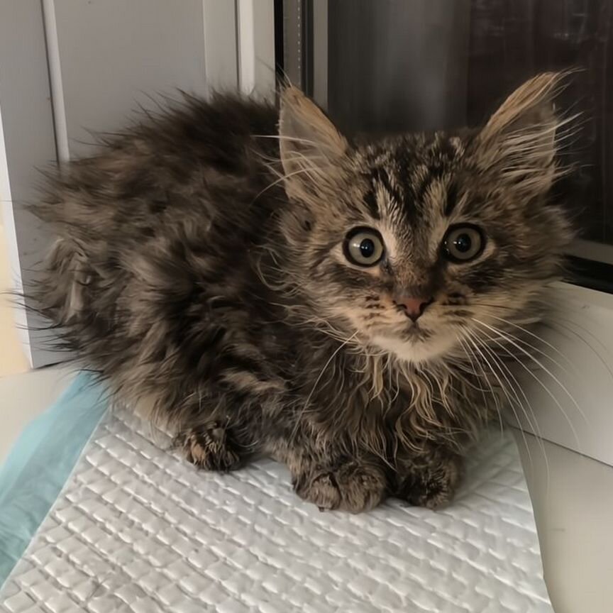 Котёнок в добрые руки