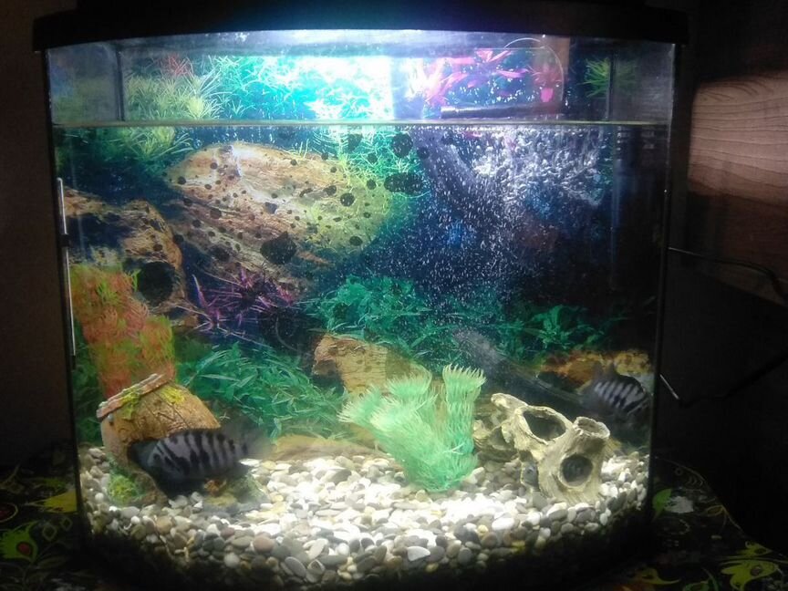 Аквариум с рыбками цихлидами