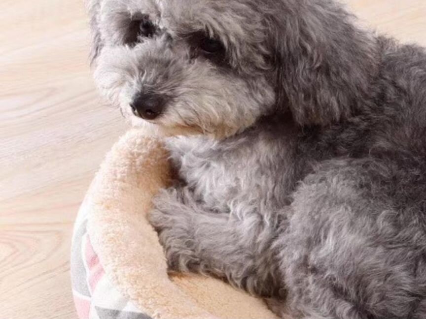 Лежанка для питомцев кошек собак