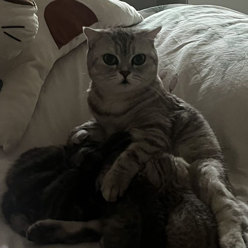 Шотландские вислоухие котята