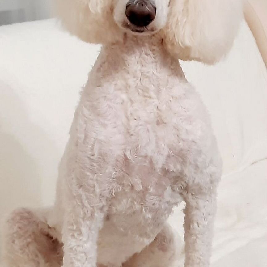 Королевский пудель