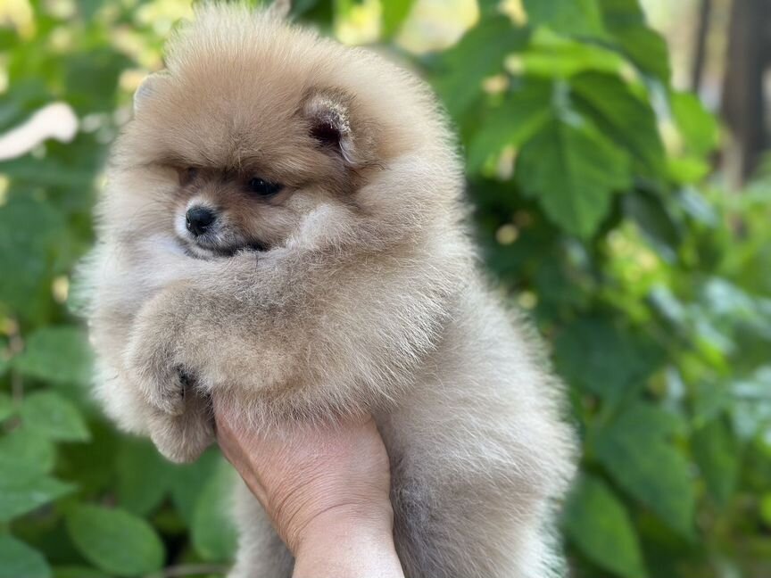 Померанское счастье