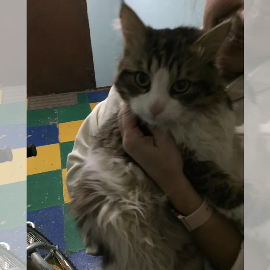 Котёнок 6 месяцев выбросили на улицу