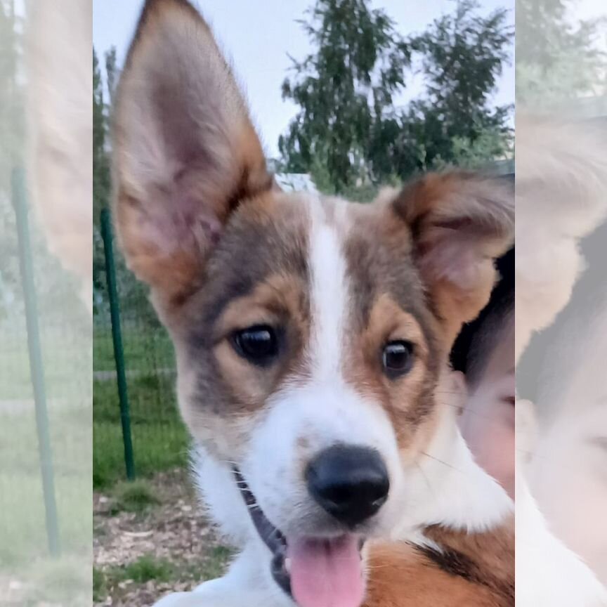 Щенок в добрые руки бесплатно