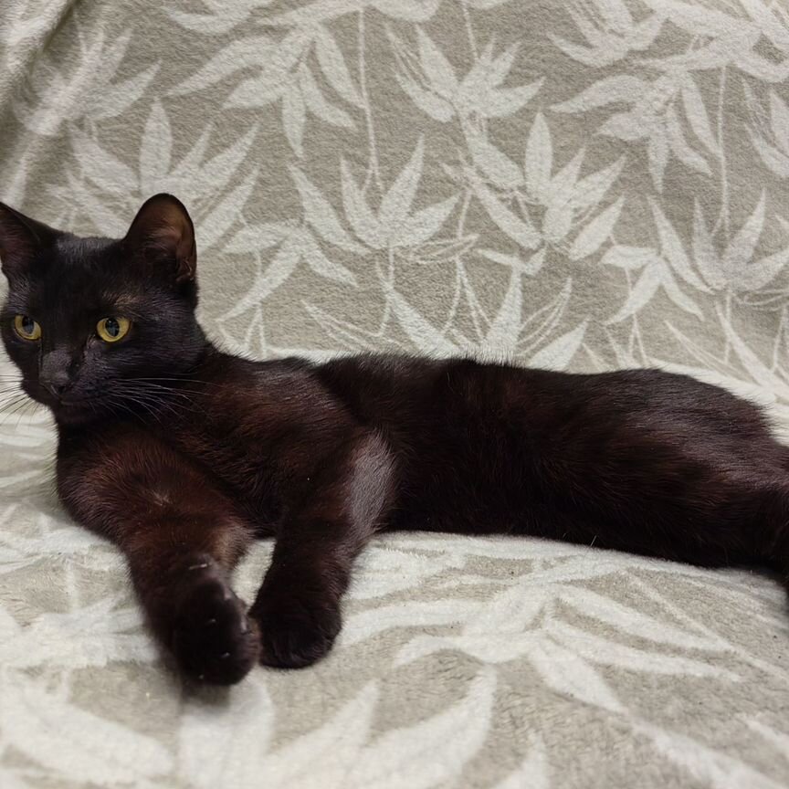 Котенок, Кошка ищет дом