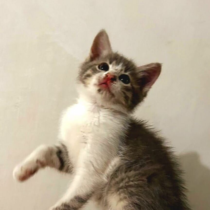 Котёнок Ника в добрые руки