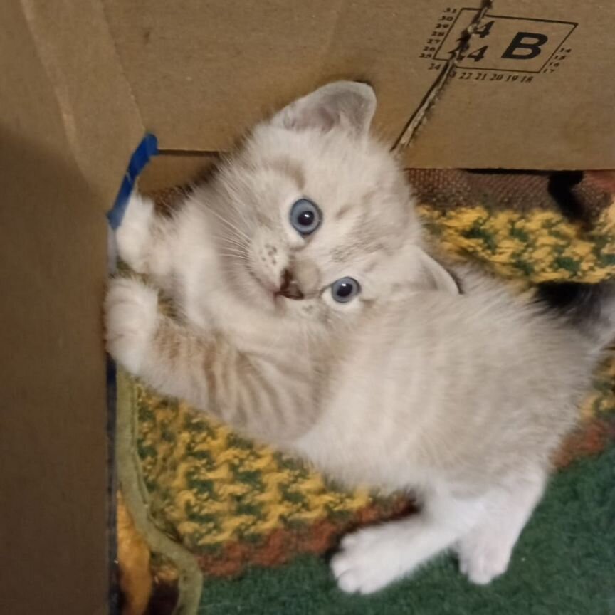 Котик в добрые руки