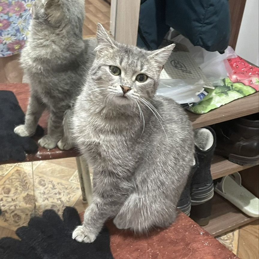 Кошка