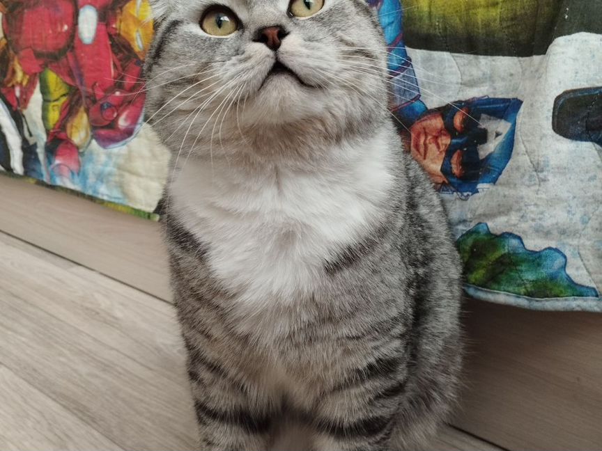 Найден кот