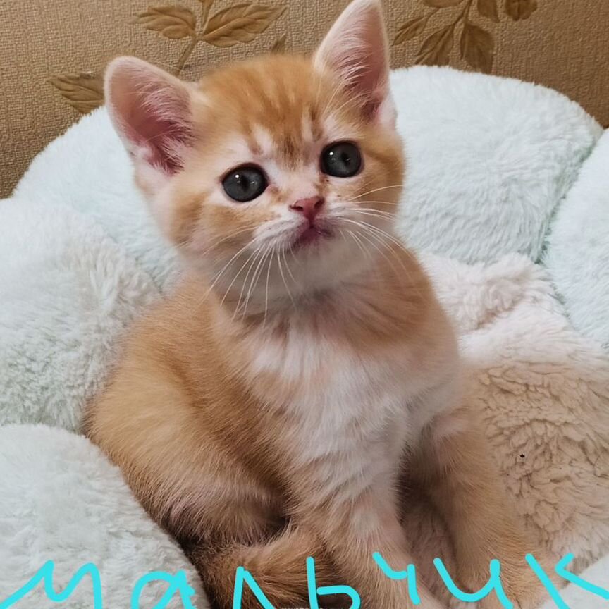 Шотландские