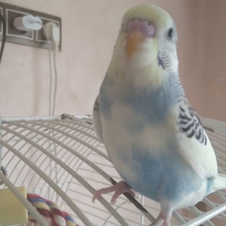 Птенец волнистый Попугай