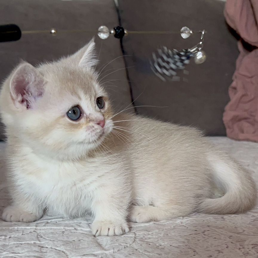 Манчкин котёнок