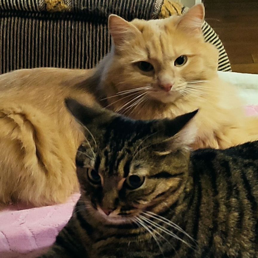 Азиатская табби, взрослый кот