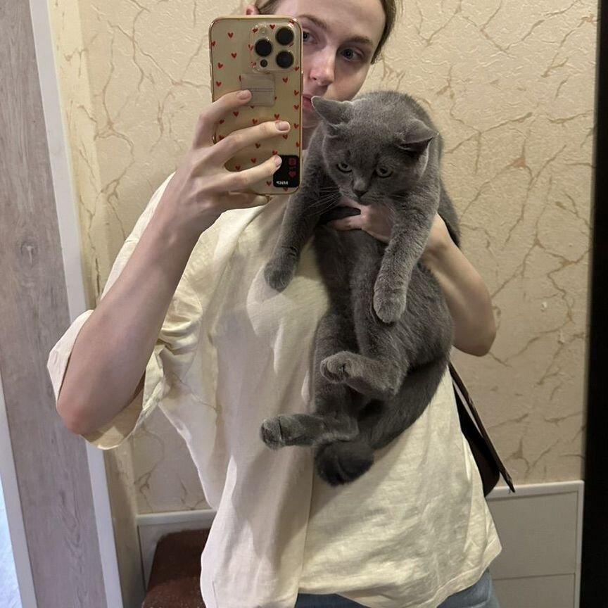 Британская кошечка дар