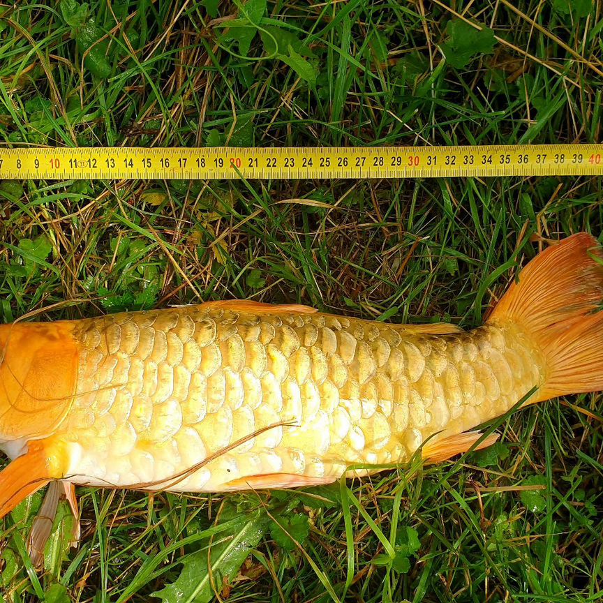 Карп Кои большие