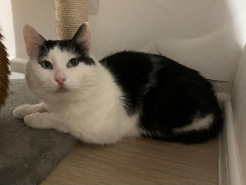 Котик в добрые руки