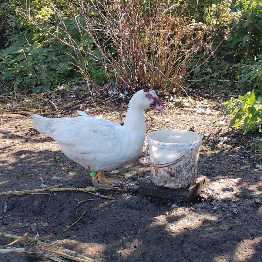 Селезень индоутки