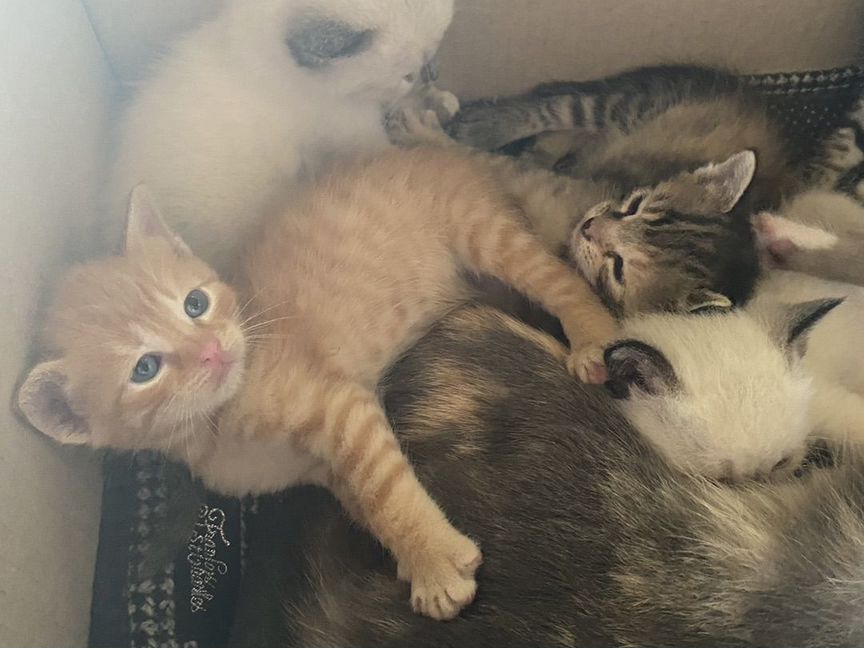 Котята в добрые руки 1 месяц