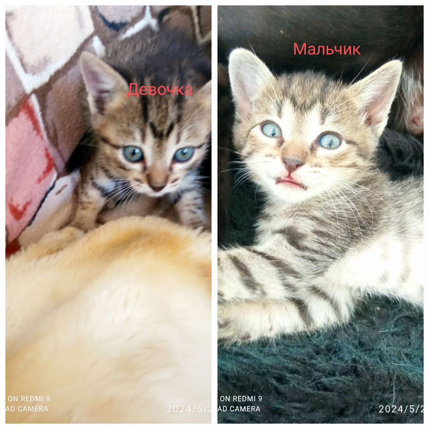 Котята в добрые руки