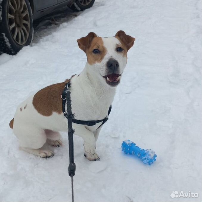 Вязка Джек Рассел Терьер (ищем невесту)