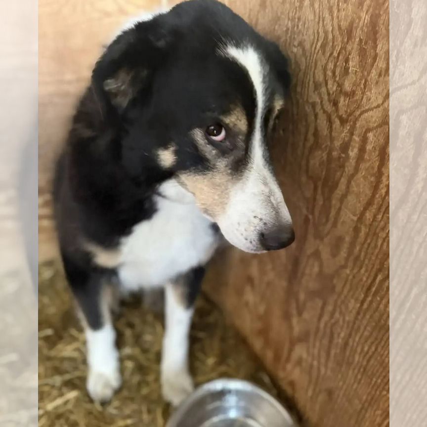 Взрослая собака в добрые руки