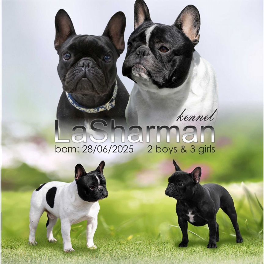 Французский бульдог, щенок