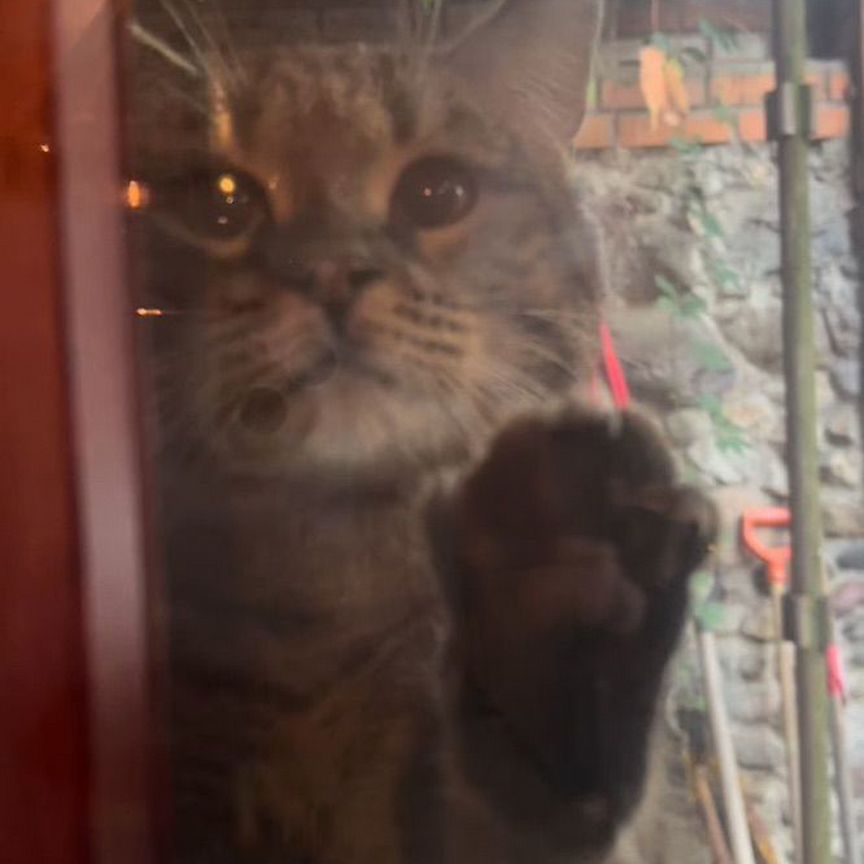 Шанс на жизнь. Котик просится домой