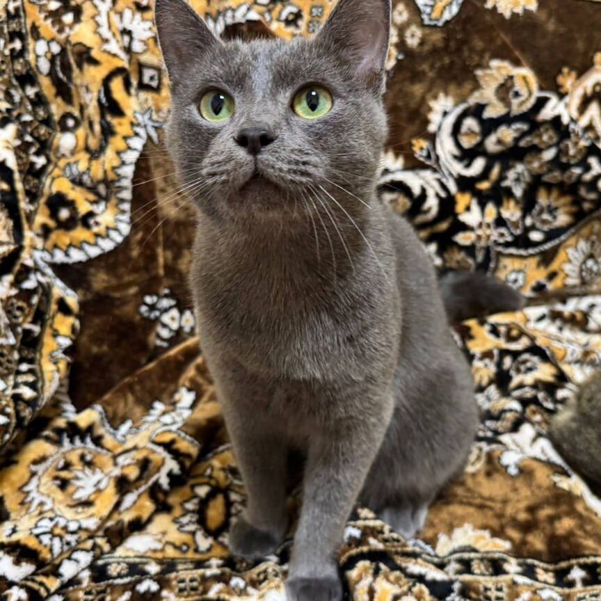 Взрослый кот в добрые руки