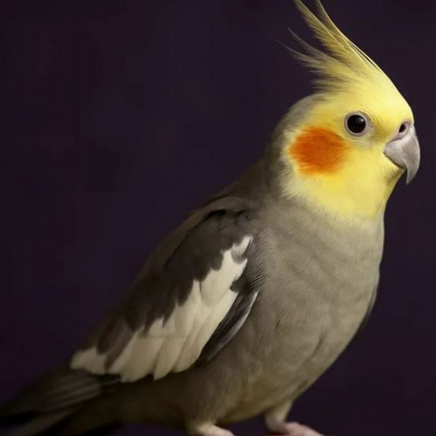 Бронь Попугай корелла с клеткой